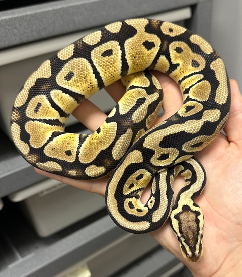 Pastel Het Clown (F) 400g Ball Python by Genetic Innovations