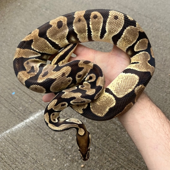 OD Het Lavender Ball Python by Genetic Innovations