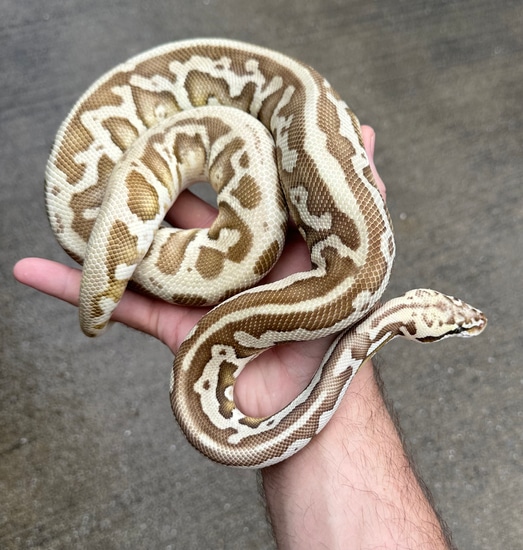 Lesser Leo Pastel Spotnose Het Clown Ball Python by Genetic Innovations