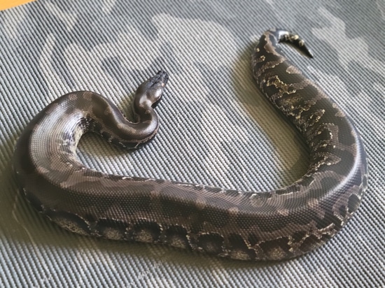 Dark Sumutran Sumatran Short-Tailed Python by Snakes R Us