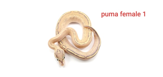 Puma Ball Python by Wiregrass Exotics