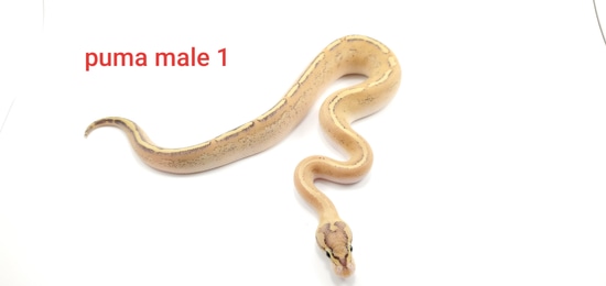 Puma Ball Python by Wiregrass Exotics