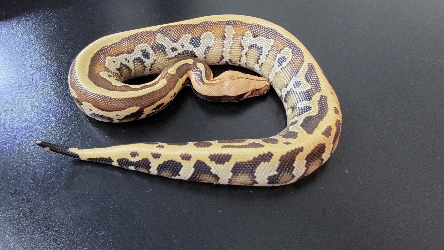 Striped Het Blonde Borneo Short-Tailed Python by Wiregrass Exotics ...