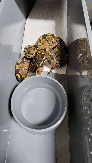 Normal Ball Python by Wiregrass Exotics
