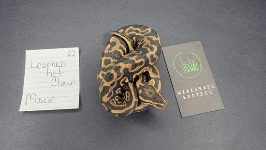 Leopard Het Clown Ball Python by Wiregrass Exotics