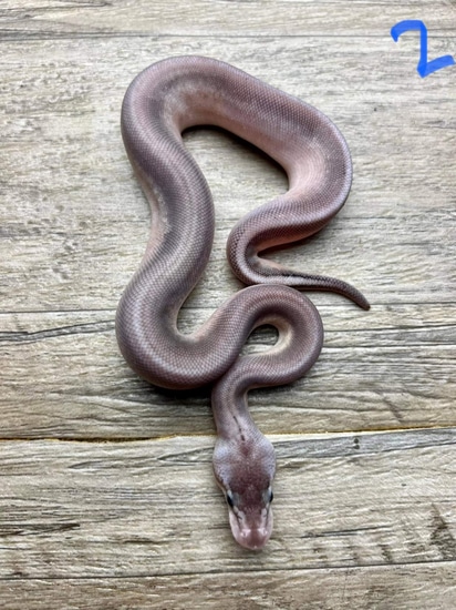 Super Cinnamon Genetic Stripe Ball Python by Wiregrass Exotics