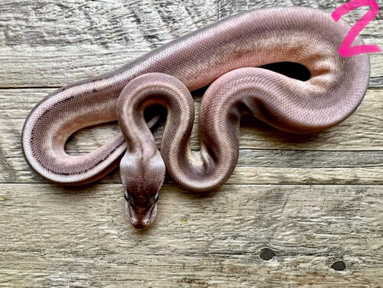 Pewter Genetic Stripe Ball Python by Wiregrass Exotics