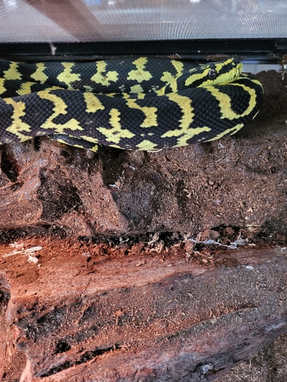 Jungle Jungle Carpet Python by Wiregrass Exotics