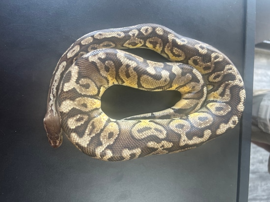 Inferno Ball Python by Wiregrass Exotics