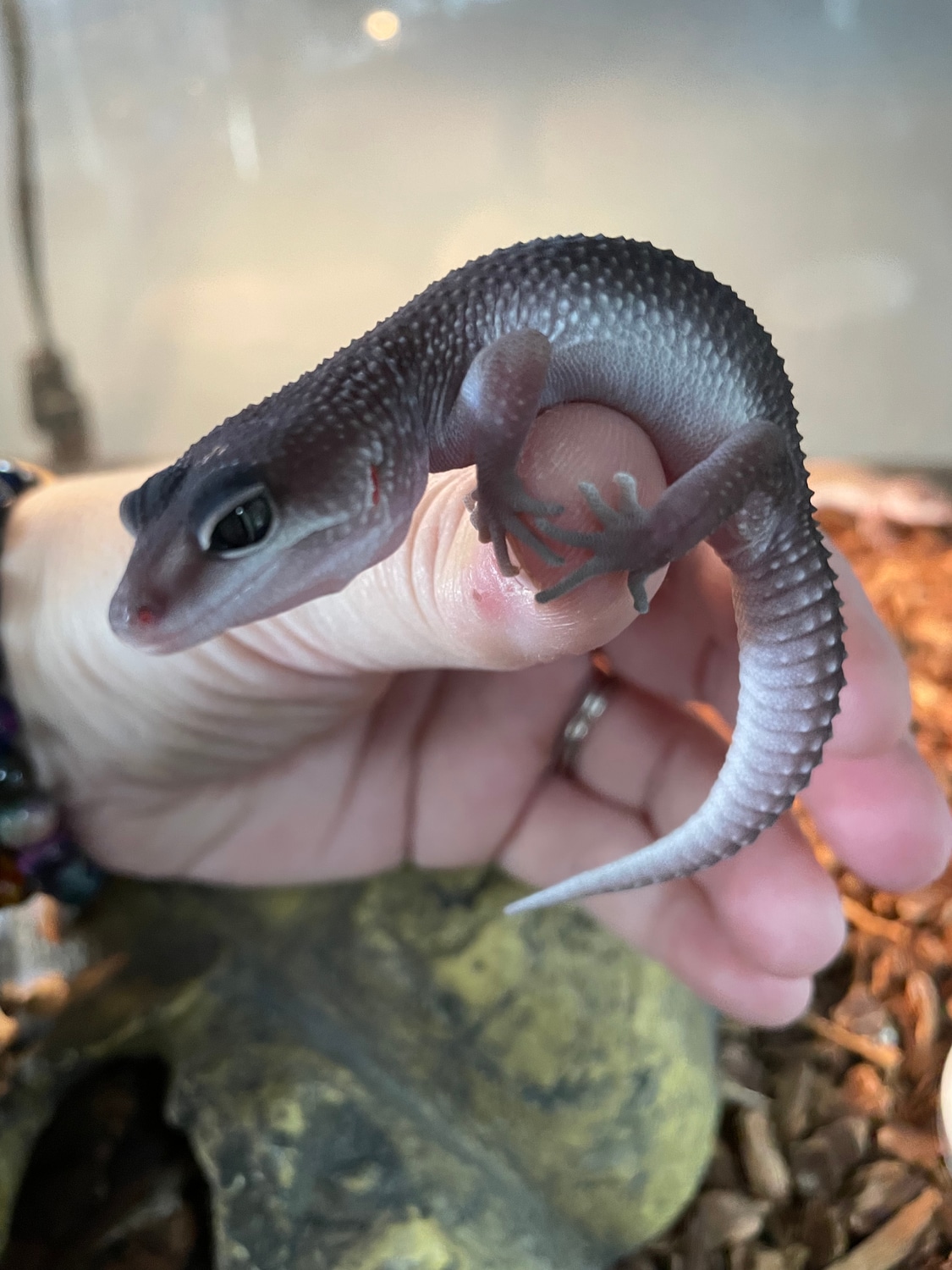 Mack Snow Leucistic Leopard Gecko by Wiregrass Exotics - MorphMarket