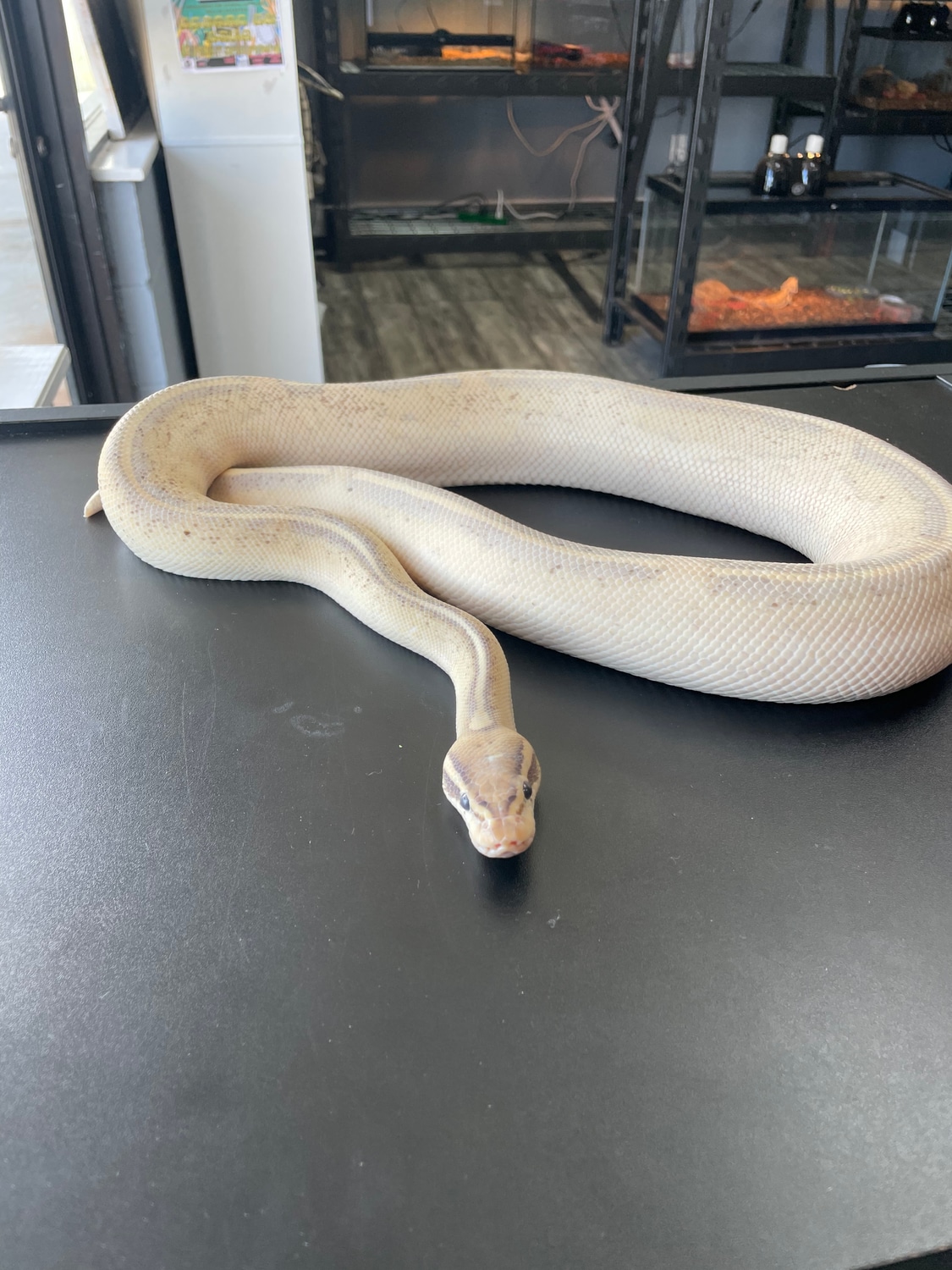 Highway *proven Breeder* Ball Python by Wiregrass Exotics - MorphMarket
