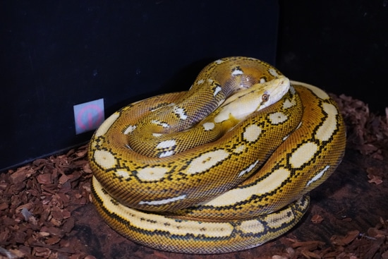 Orange Ghost Stripe Reticulated Python by Armoni’s Exotics