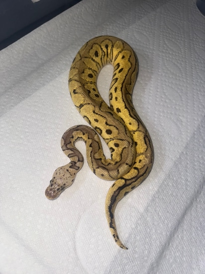 🔥Firefly Spotnose Clown Het Pied🔥 Ball Python by Armoni’s Exotics