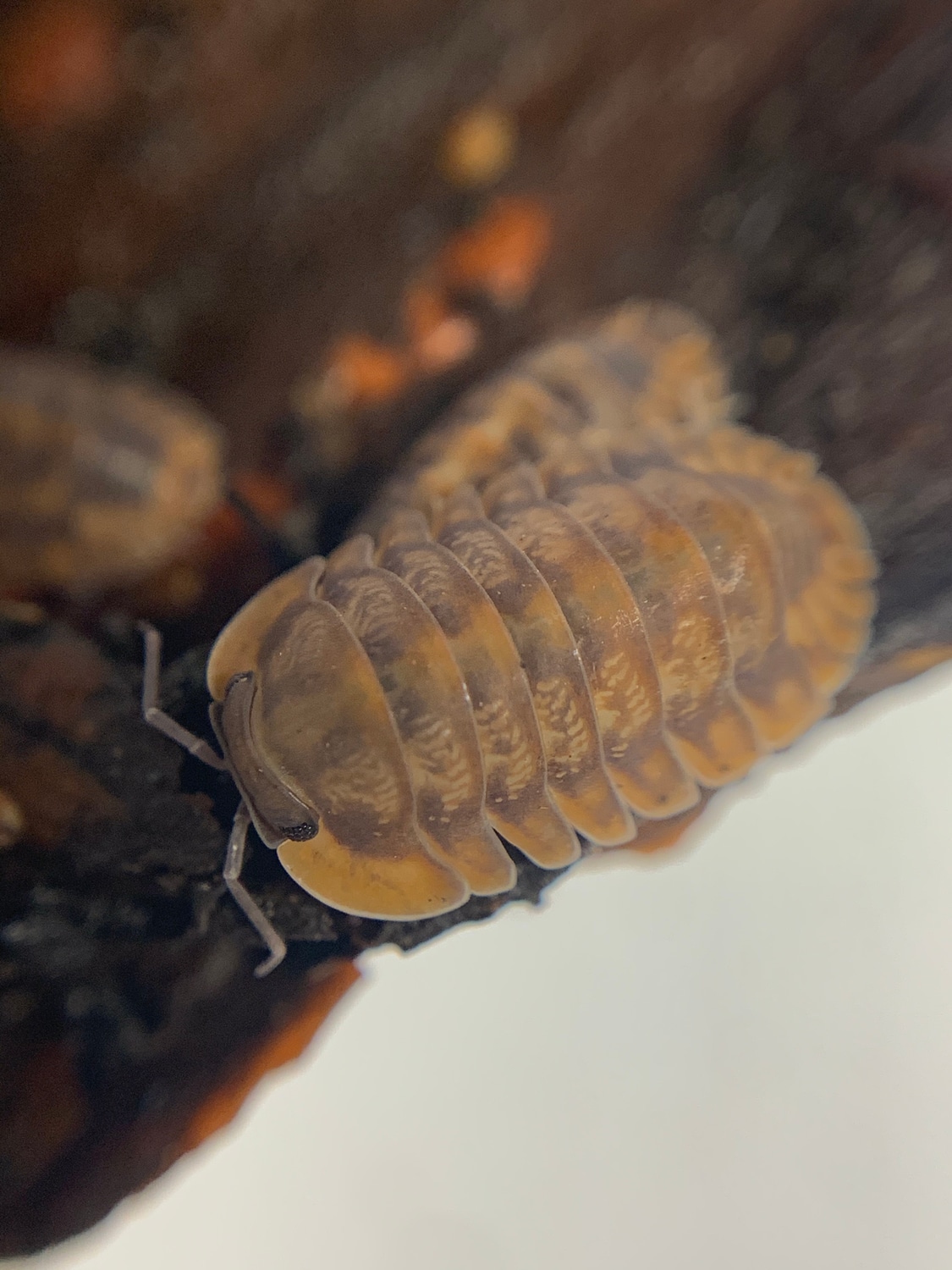 Red Tiger - 6 Count - FREE STANDARD SHIPPING Isopod by Rubber Ducky ...