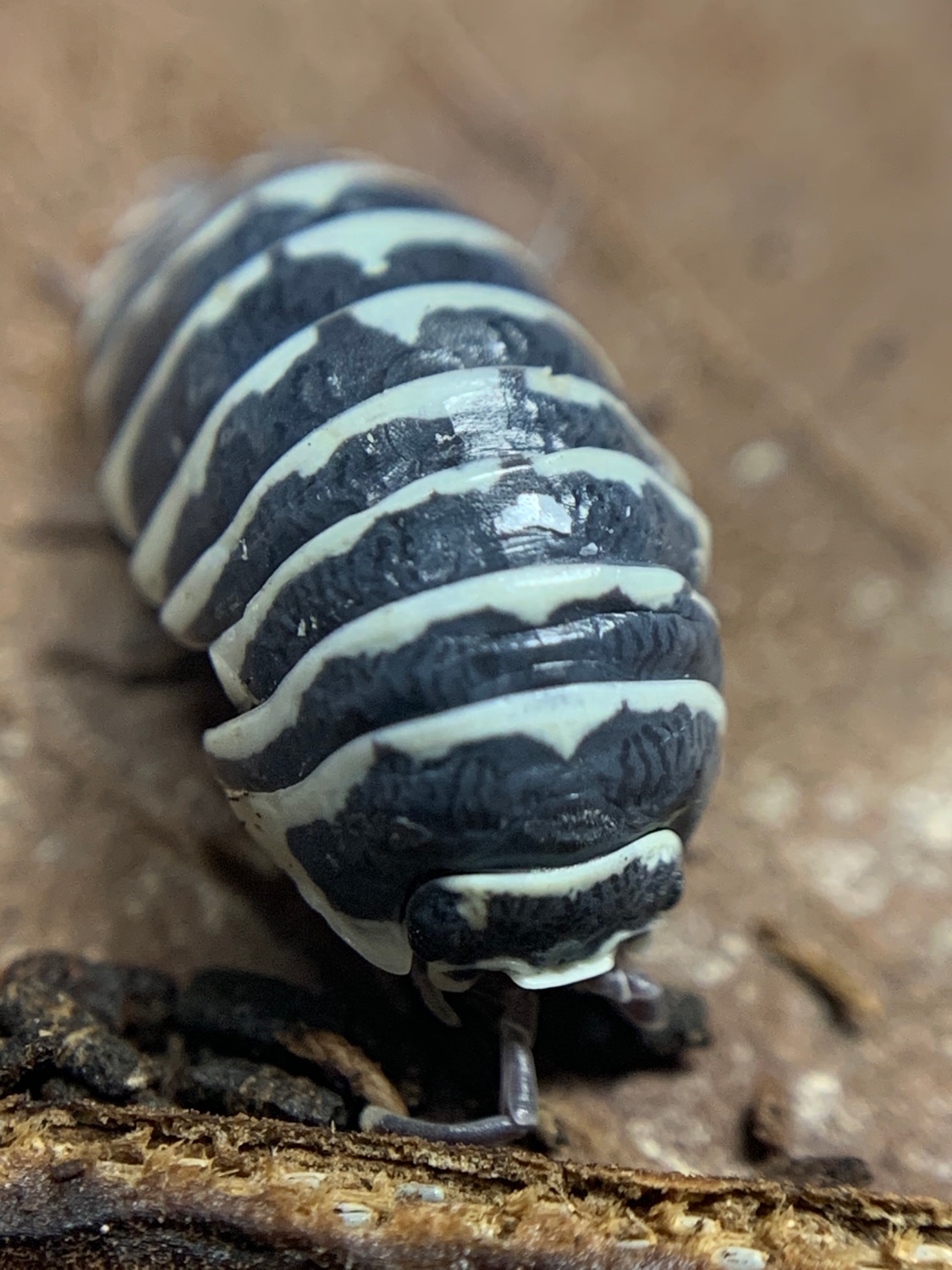 Zebra - 10 Count - FREE SHIPPING Isopod by Rubber Ducky Isopods ...
