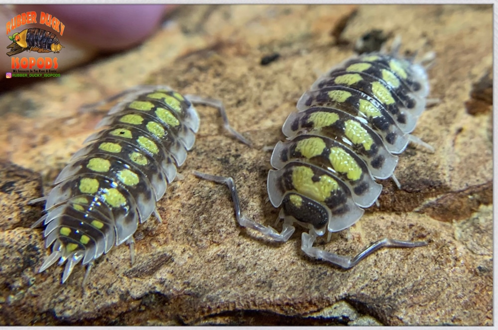 Porcellio Haasi "High Yellow" - 10 Count - FREE STANDARD SHIPPING Isopod by Rubber Ducky Isopods ...
