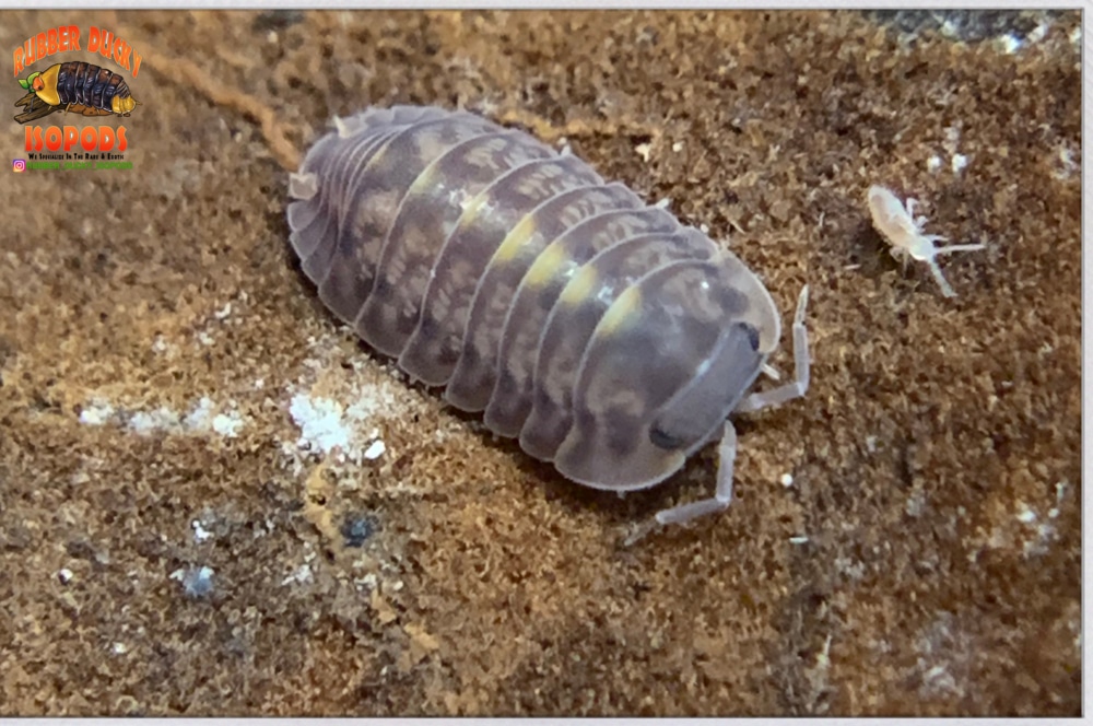 Platin Tung Sung - 6 Count - FREE STANDARD SHIPPING Isopod by Rubber ...