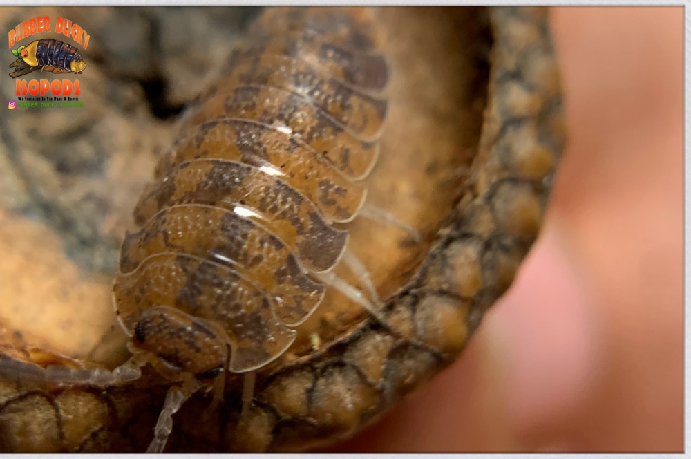 Red Calico - 10 Count - FREE STANDARD SHIPPING Isopod by Rubber Ducky ...