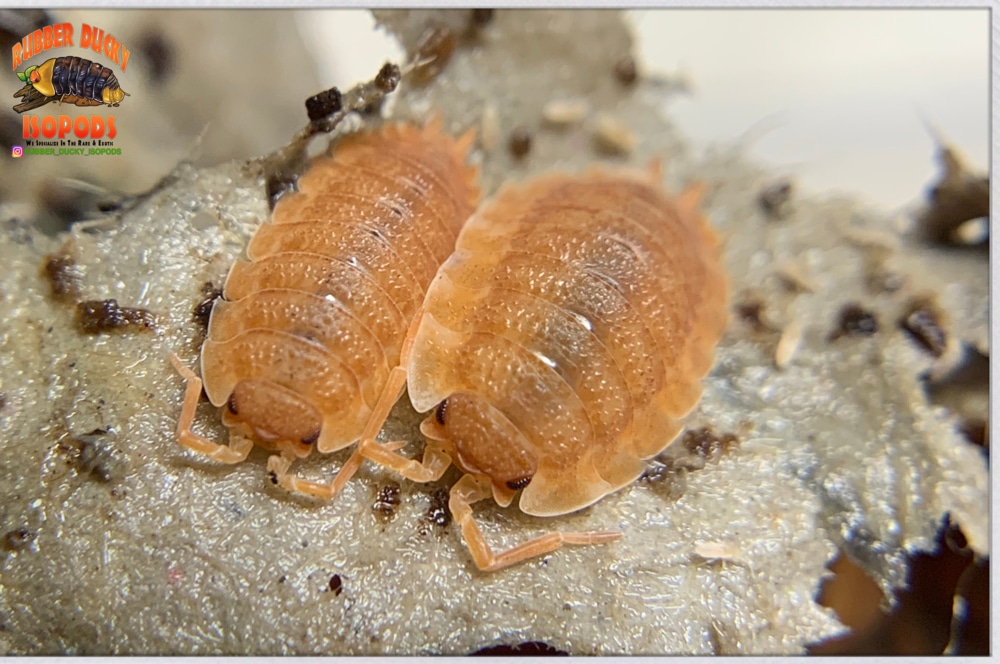 Spanish Orange - 10 Count - FREE STANDARD SHIPPING Isopod by Rubber ...