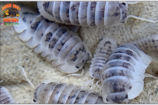 Shiro Utsuri - 12 Count - FREE STANDARD SHIPPING Isopod by Rubber Ducky ...