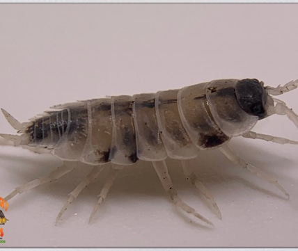 Florida Fast 10ct - FREE STANDARD SHIPPING Isopod by Rubber Ducky ...