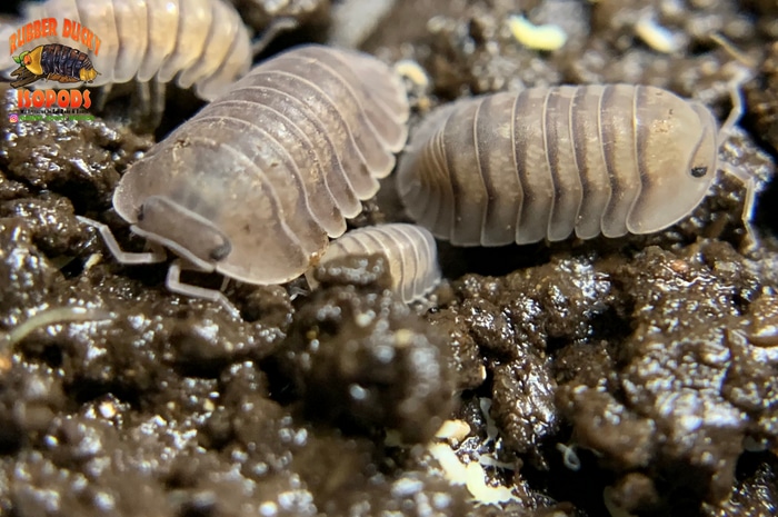 Blue Pigeon - 10 Count - FREE STANDARD SHIPPING Isopod by Rubber Ducky ...