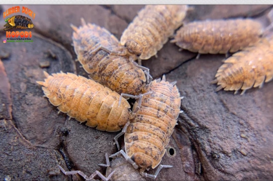 Orin's Calico 10ct - FREE STANDARD SHIPPING Isopod by Rubber Ducky Isopods