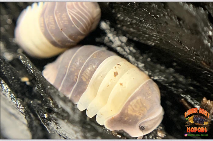 Panda Kings 25ct - FREE STANDARD SHIPPING Isopod by Rubber Ducky ...