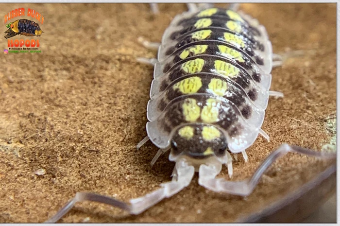 Porcellio Haasi "High Yellow" 10ct - FREE STANDARD SHIPPING Isopod by ...