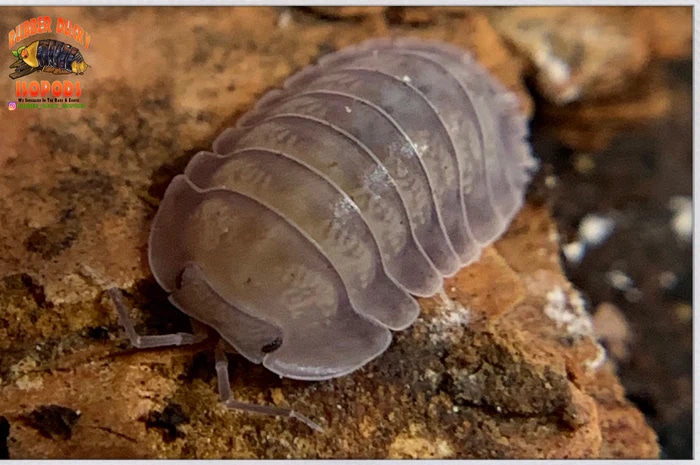Purple Ghost 6ct - FREE STANDARD SHIPPING Isopod by Rubber Ducky ...