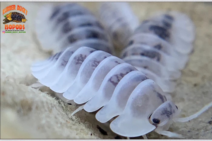 Shiro Utsuri 6ct - FREE STANDARD SHIPPING Isopod by Rubber Ducky ...