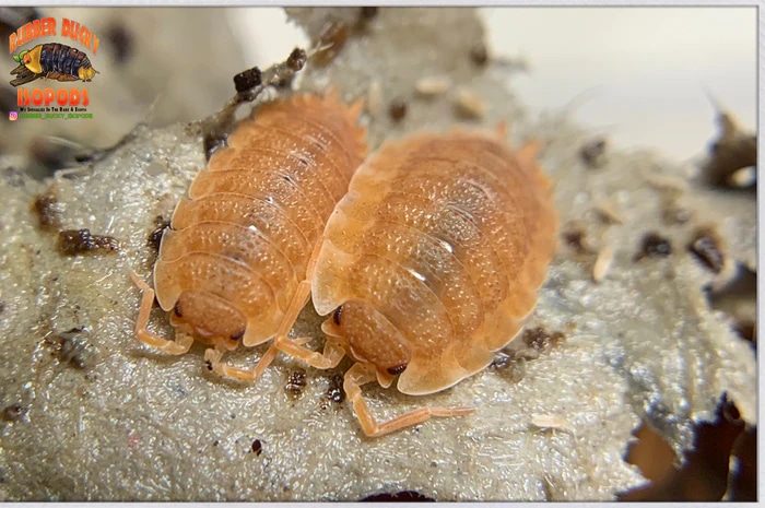 Spanish Orange 10ct - FREE STANDARD SHIPPING Isopod by Rubber Ducky ...
