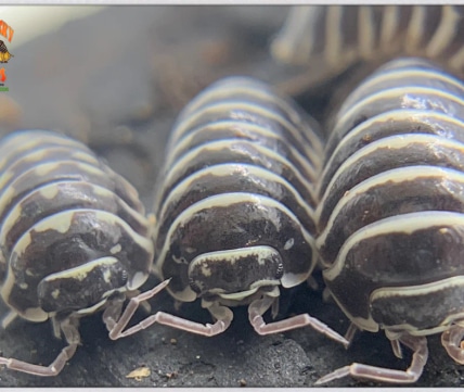 Pudding Clown 10ct - FREE STANDARD SHPPING Isopod by Rubber Ducky ...