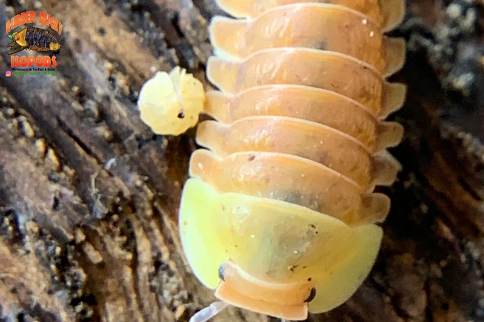 Blonde Ducky 6ct - FREE STANDARD SHIPPING Isopod by Rubber Ducky Isopods - MorphMarket
