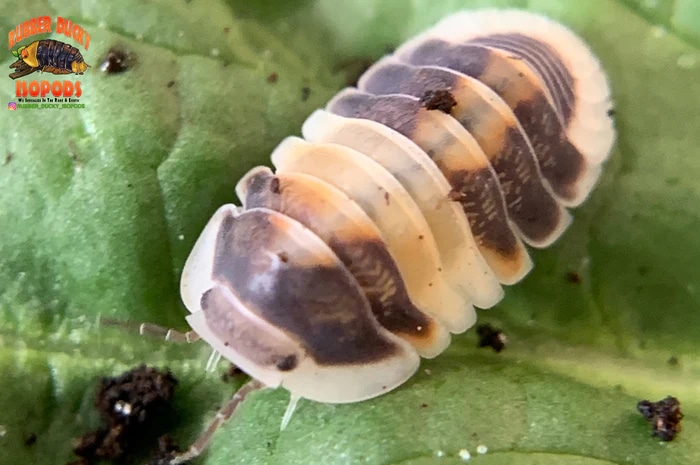 Cappuccinno 6ct - FREE STANDARD SHIPPING Isopod by Rubber Ducky Isopods ...