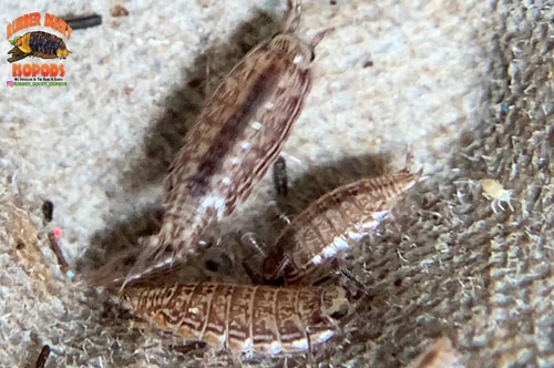 Florida Fast 10ct - FREE STANDARD SHIPPING Isopod by Rubber Ducky ...