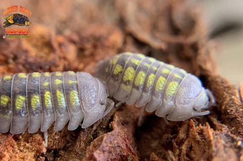 Granulatum 10ct - FREE STANDARD SHIPPING Isopod by Rubber Ducky Isopods ...