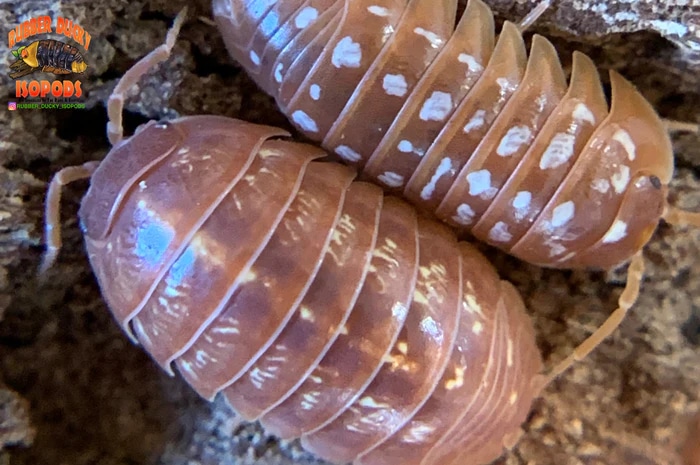 Orange Werneri 10ct - FREE STANDARD SHIPPING Isopod by Rubber Ducky ...