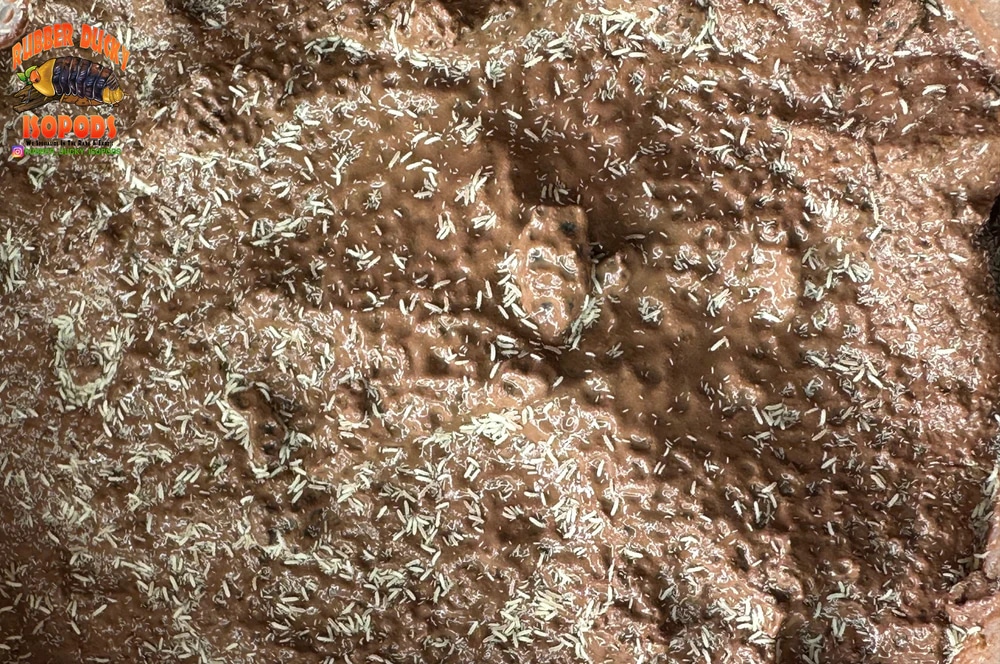 Springtails (Mini Master Culture) - FREE STANDARD SHIPPING Isopod by ...