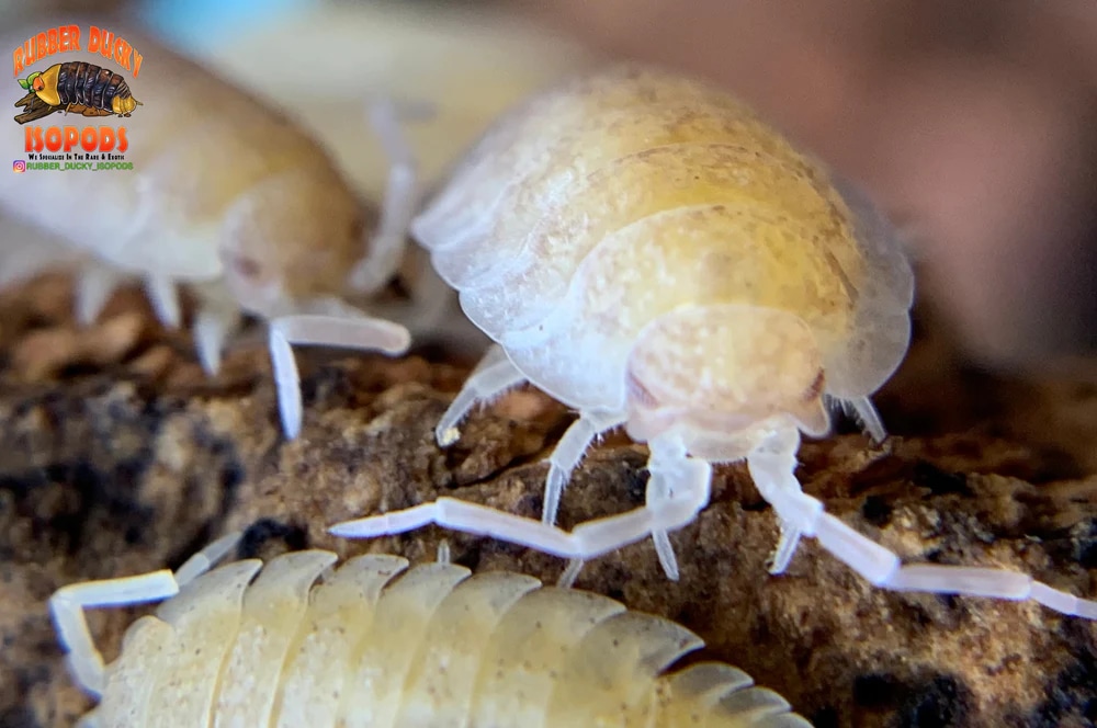 Yellow Snow 10ct - FREE STANDARD SHIPPING Isopod by Rubber Ducky ...