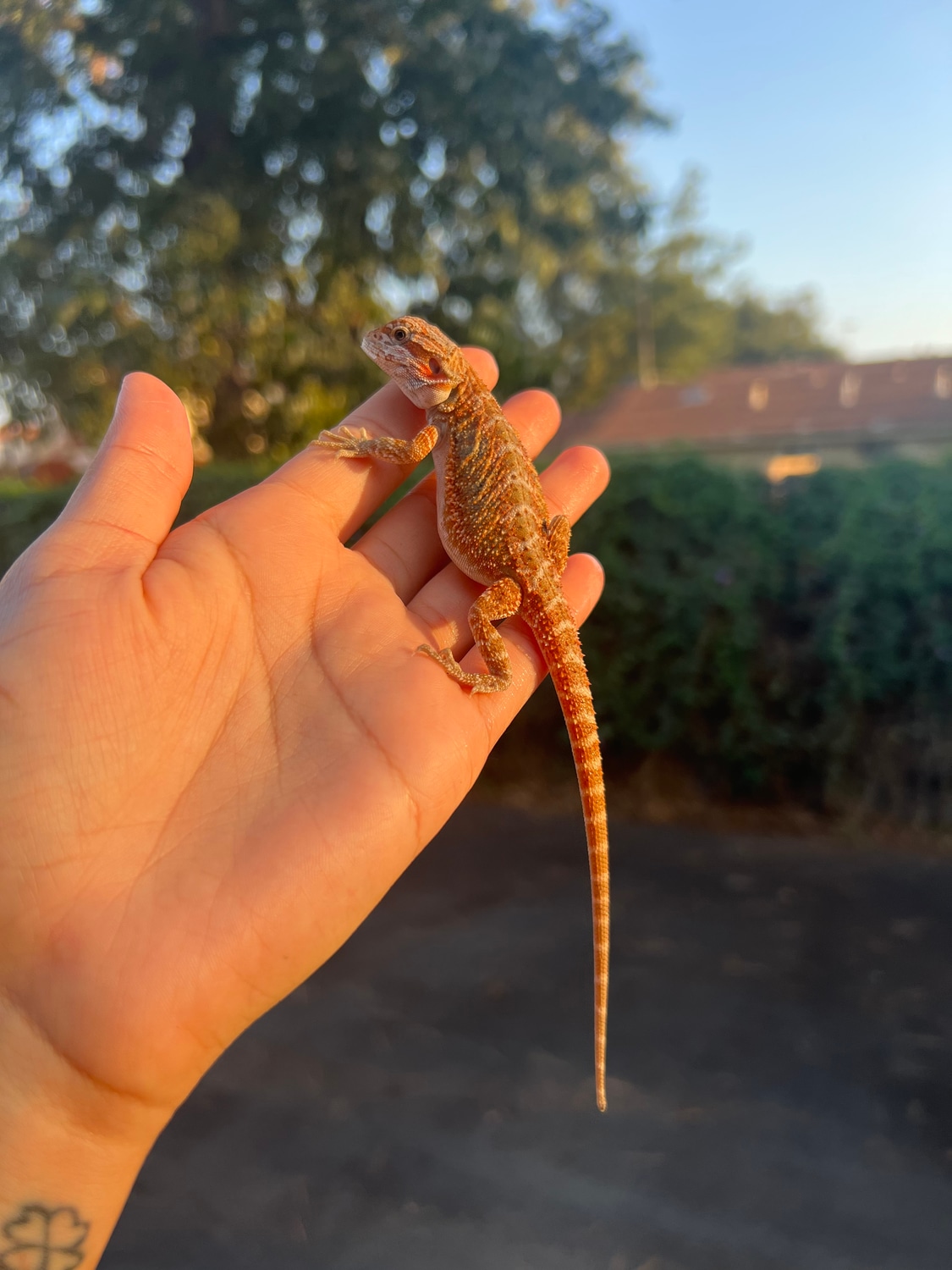 Het Zero Bearded Dragon Central Bearded Dragon by De La O’s Reptilia ...