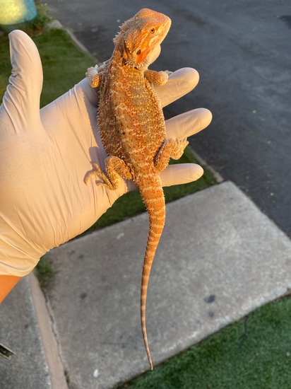 100% Hypo Het Zero 50% Translucent Central Bearded Dragon by De La O’s ...