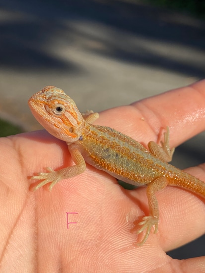 100% Hypo Het Zero Translucent Central Bearded Dragon by De La O’s ...