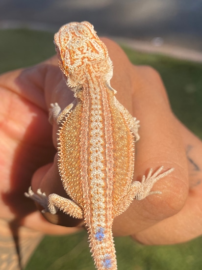 100% Hypo Het Zero Genetic Stripe Central Bearded Dragon by De La O’s ...