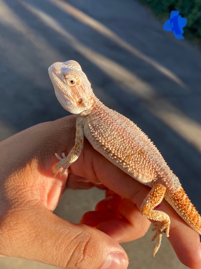 100% Hypo Het Zero Central Bearded Dragon by De La O’s Reptilia Shop