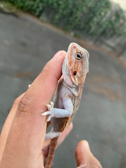 100% Hypo Het Zero Translucent Central Bearded Dragon by De La O’s ...