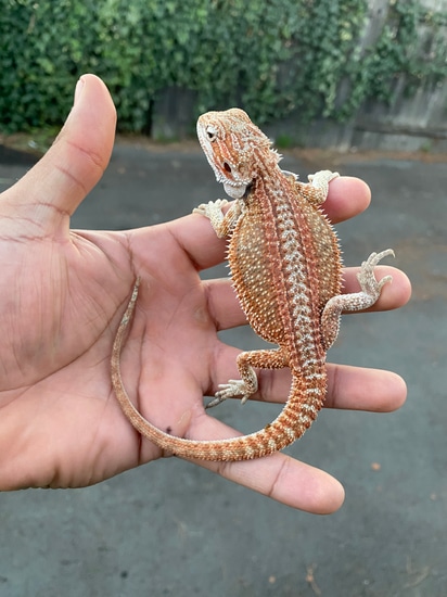 100% Hypo Het Zero Genetic Stripe Central Bearded Dragon by De La O’s ...