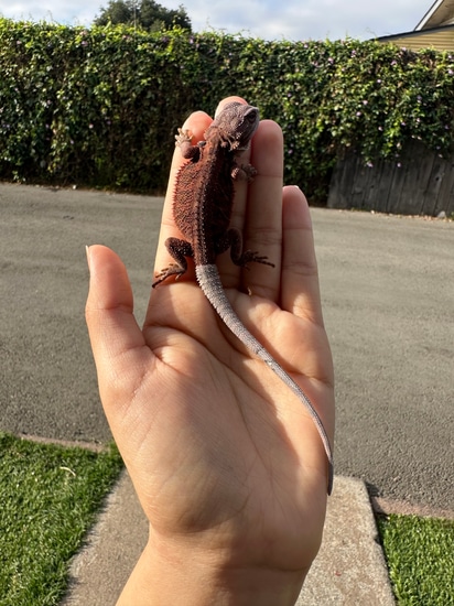 Dark Trans Red Monster Female Central Bearded Dragon by De La O’s ...
