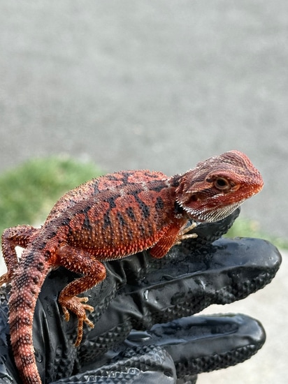 Translucent Red Monster Central Bearded Dragon by De La O’s Reptilia Shop
