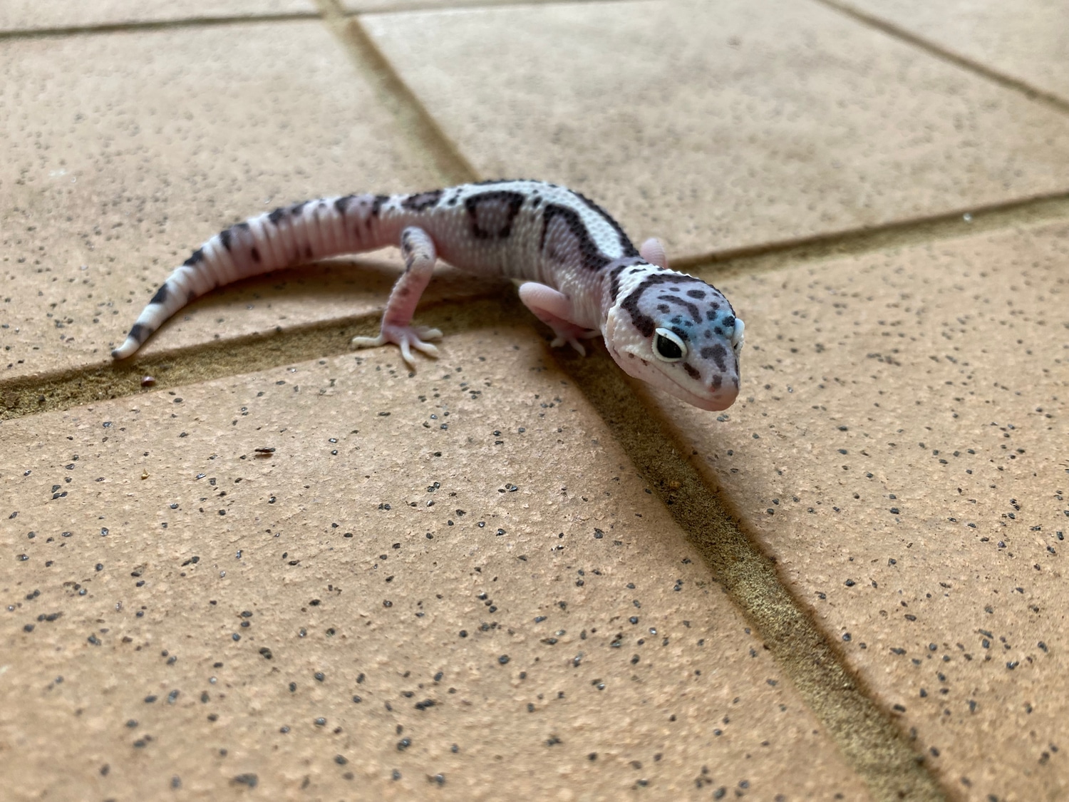 TUG Snow Leopard Gecko by Rubicon Reptiles - MorphMarket